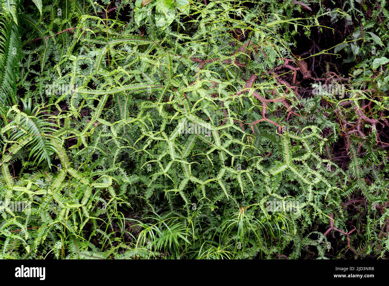 Old World fork fern (Dicanopteris sp., probably D. linearis) from ...