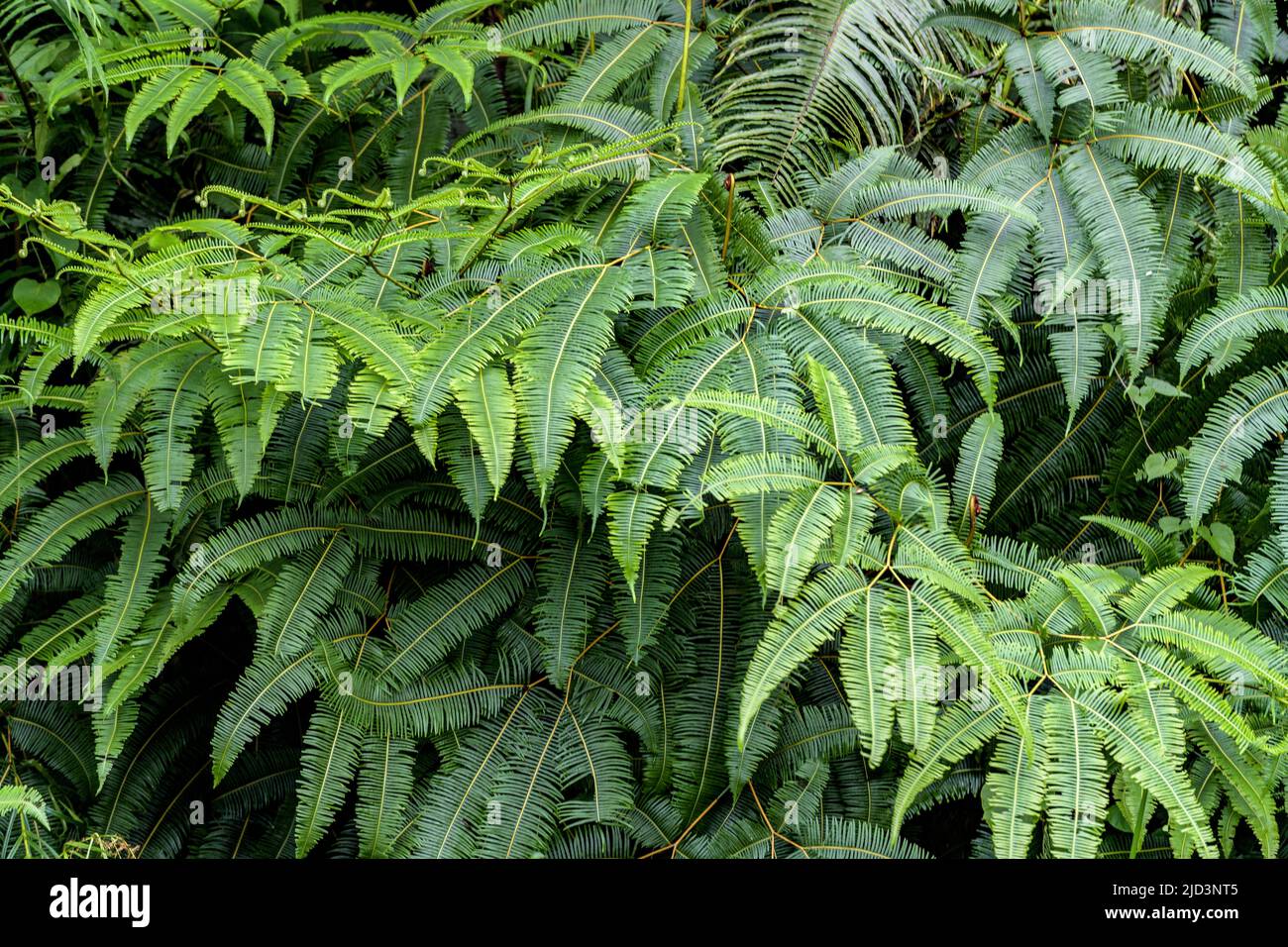 Old world fork fern hi-res stock photography and images - Alamy