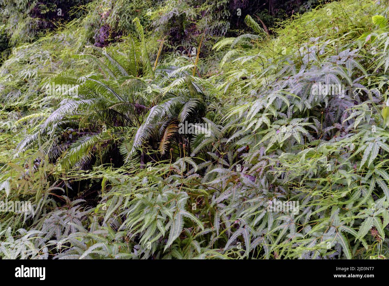 Old World fork fern (Dicanopteris sp., probably D. linearis) together ...