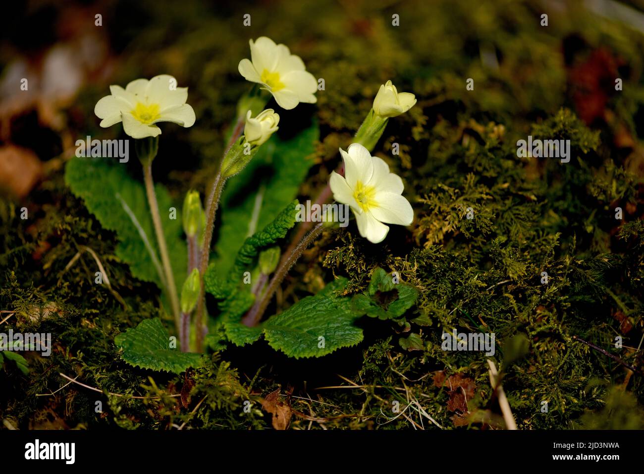 Common primrose (Primula vulgaris) from Hidra, Agder, south-western ...