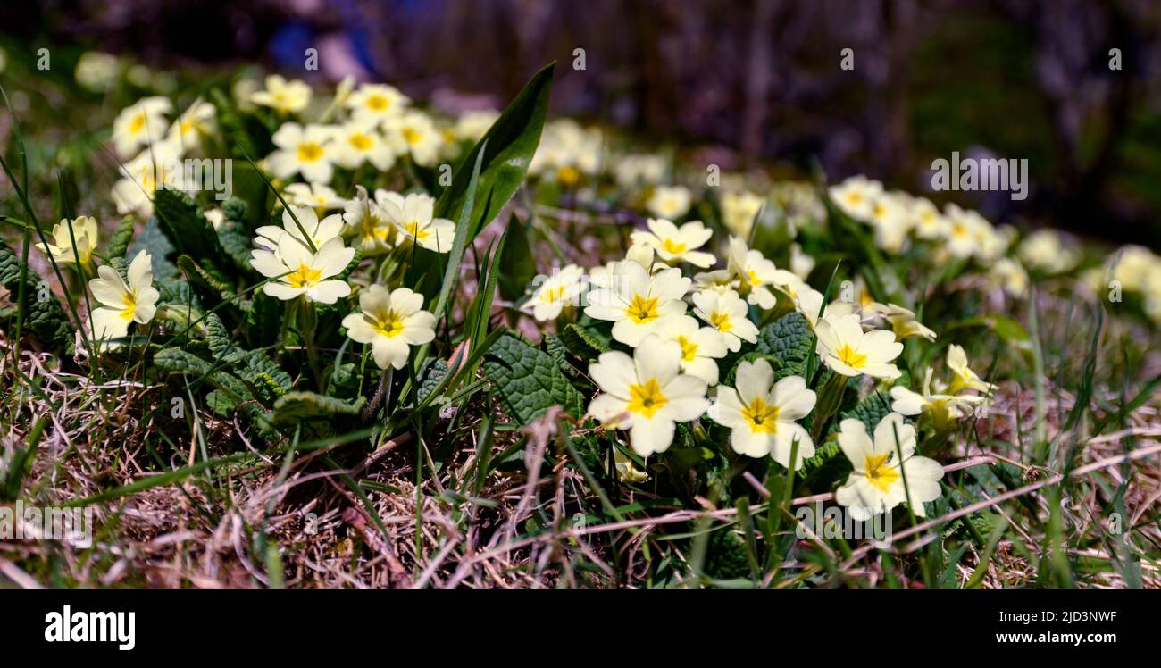 Common primrose (Primula vulgaris) from Hidra, Agder, south-western ...