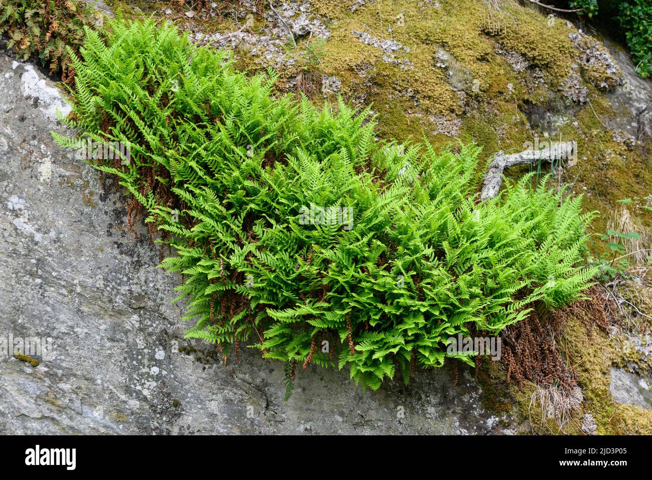 Fonds of the common polypody (Polypodium vulgare) from western Norway ...