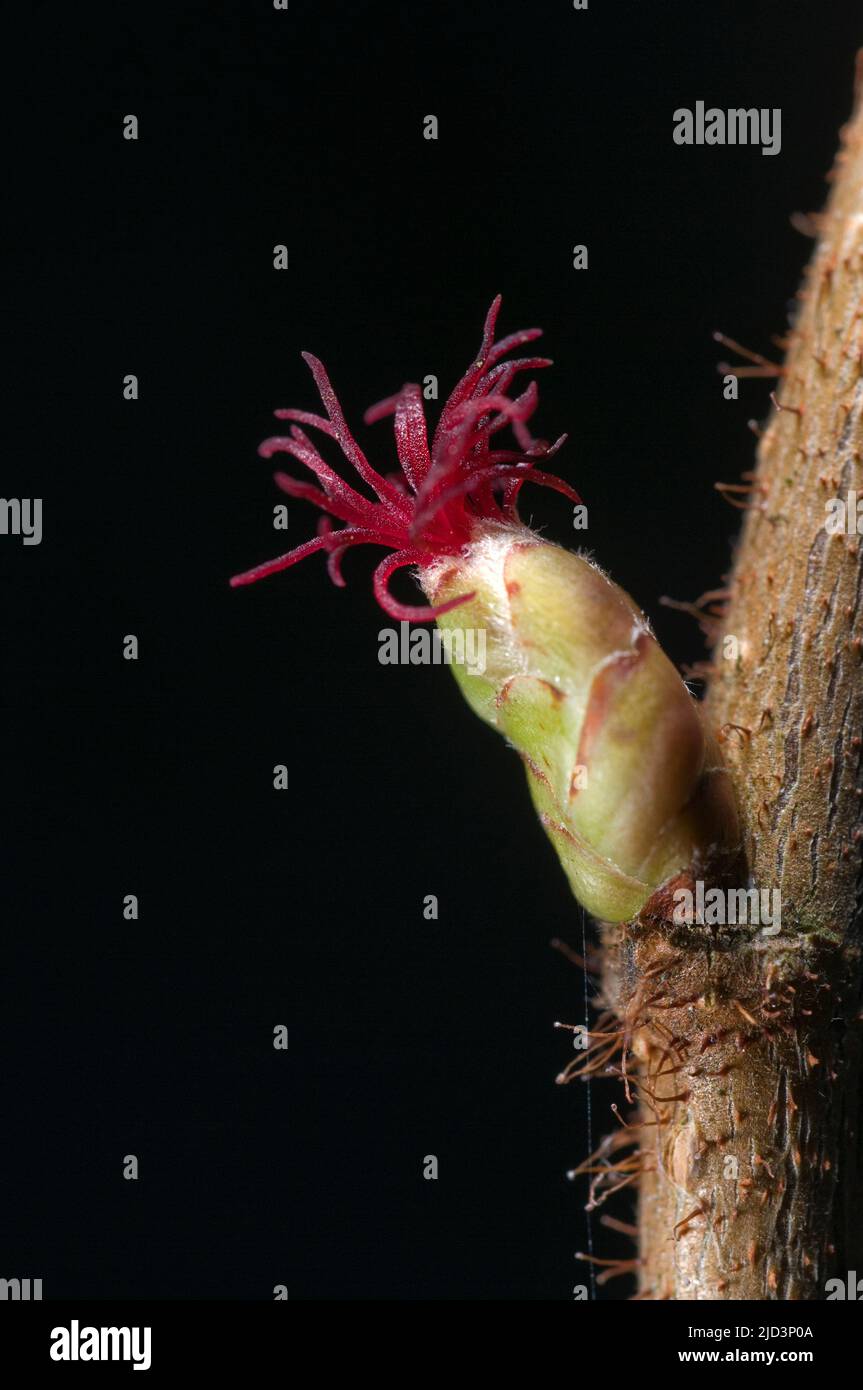 Female flower of common hazel (corylus avellana) from hidra, south ...