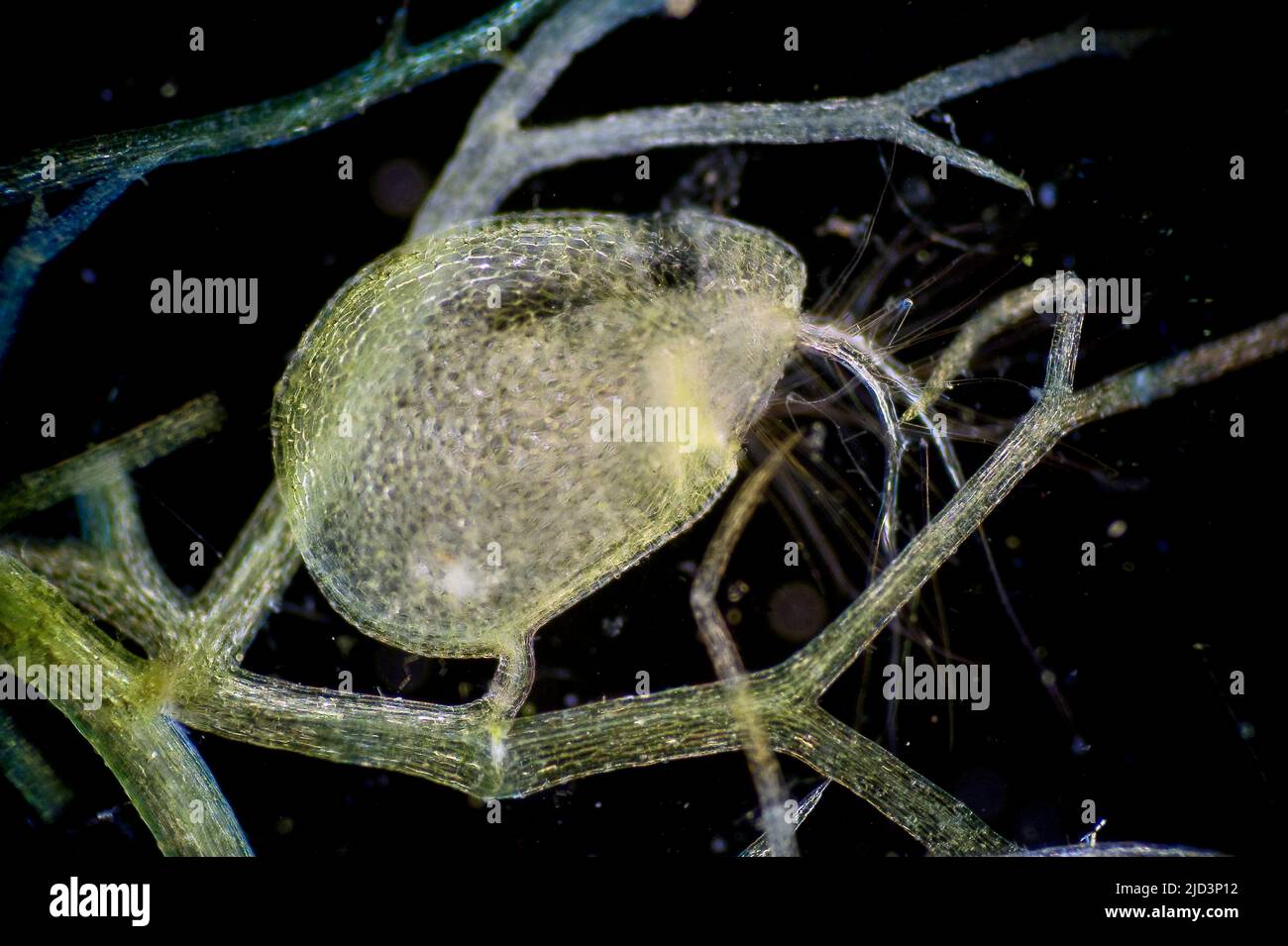 Bladder-like trap of the angiosperm Bladderworts, Utricularia sp. The ...