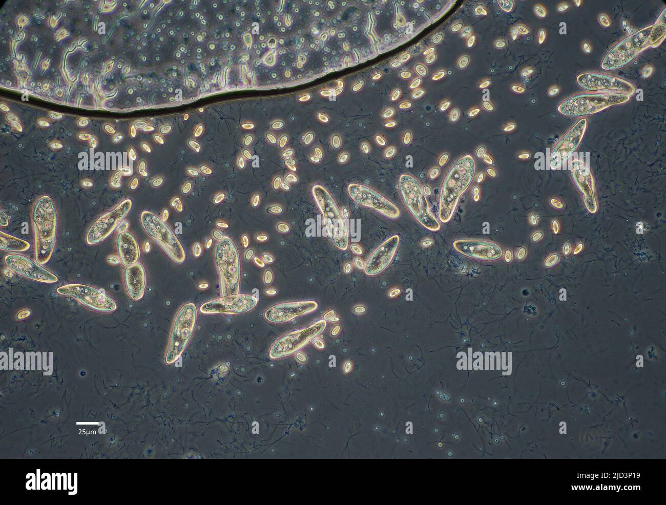 Ciliates (Paramecium sp.) feeding on bacteria in a freshwater culture ...