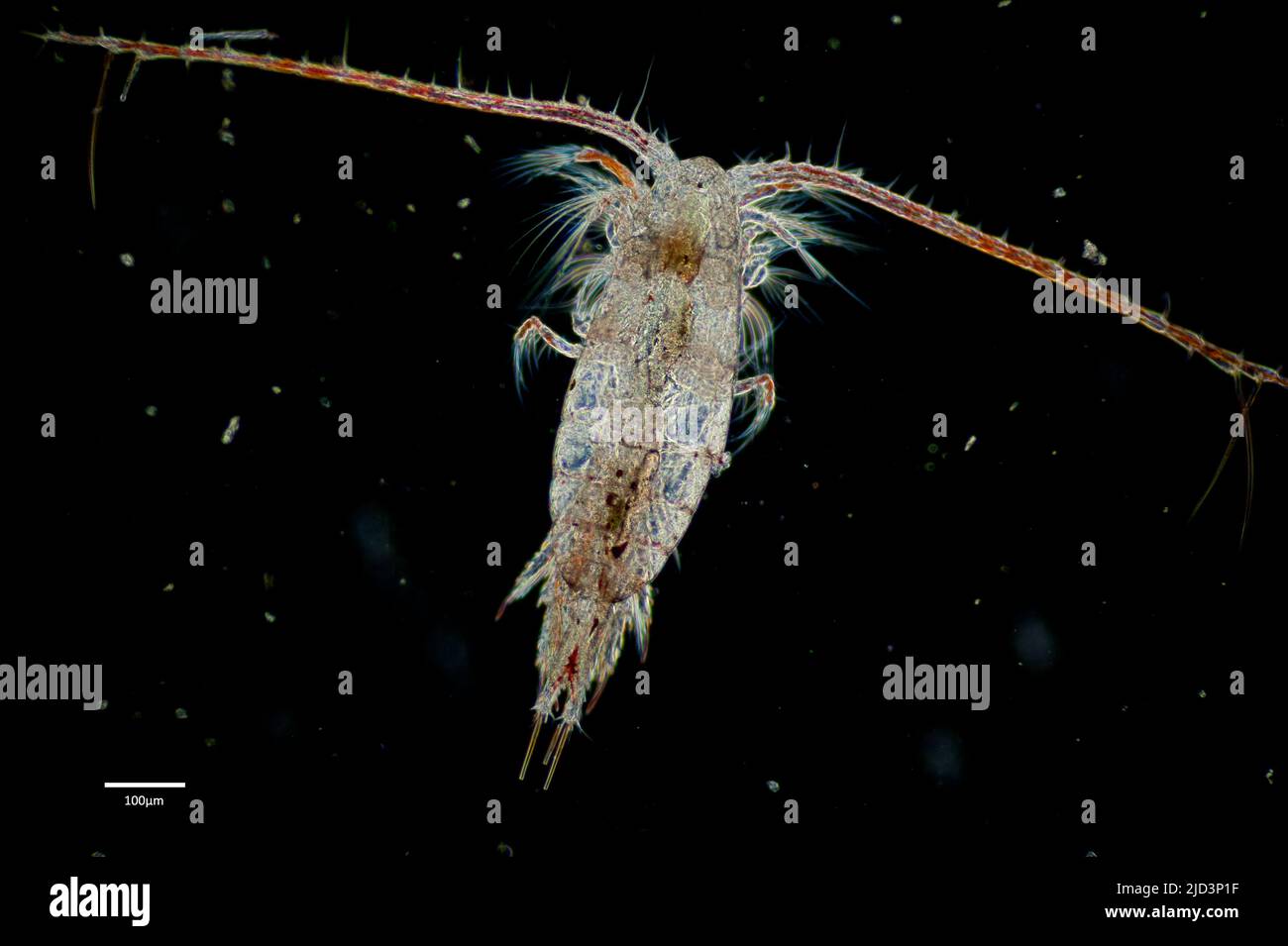 Copepod calanus hi-res stock photography and images - Alamy