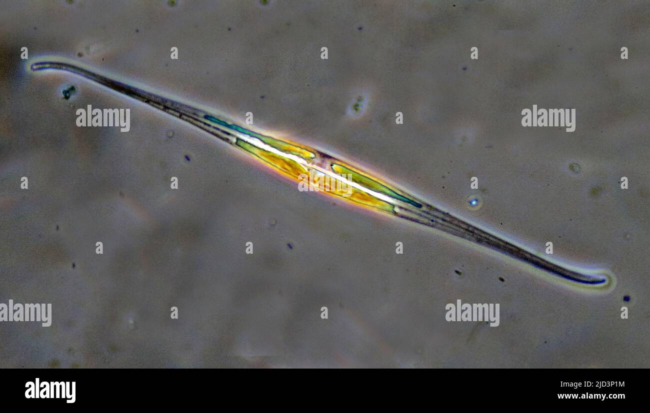 Vegetative division in a pinnate diatom from the genus Nitzschia or ...
