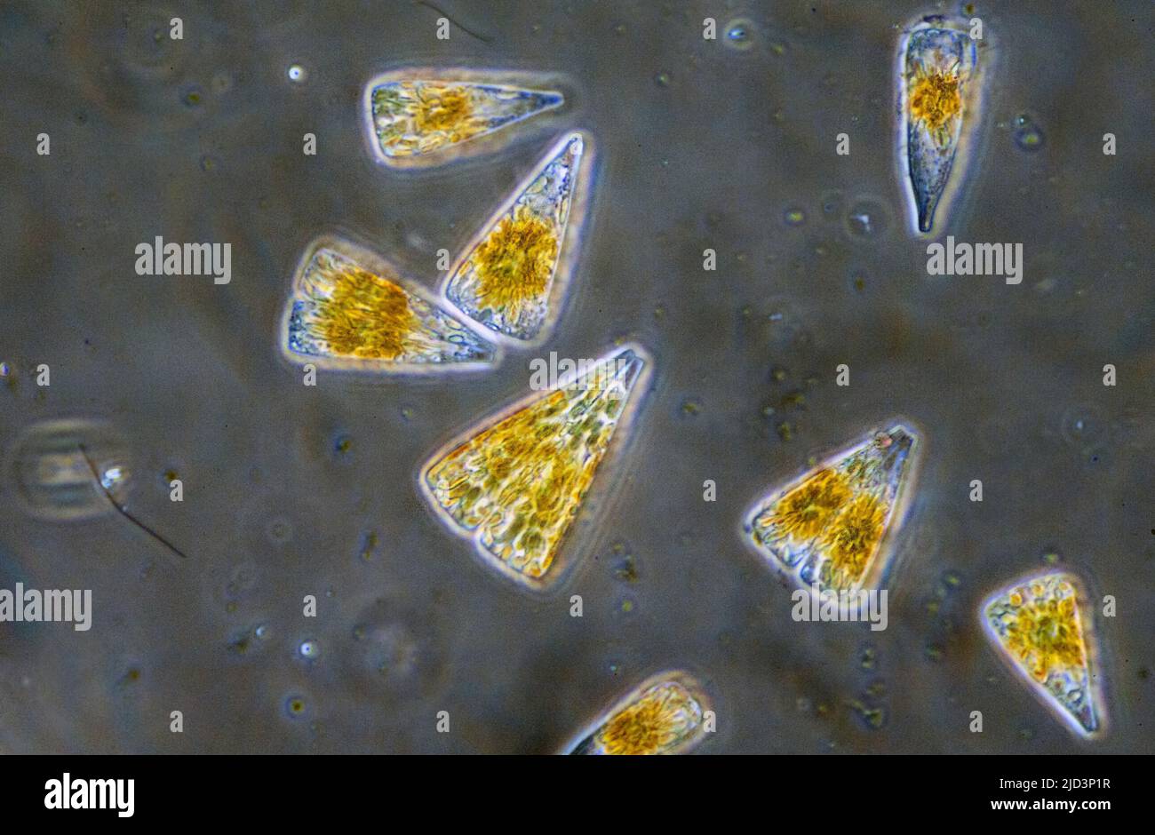 Diatomeer hi-res stock photography and images - Alamy