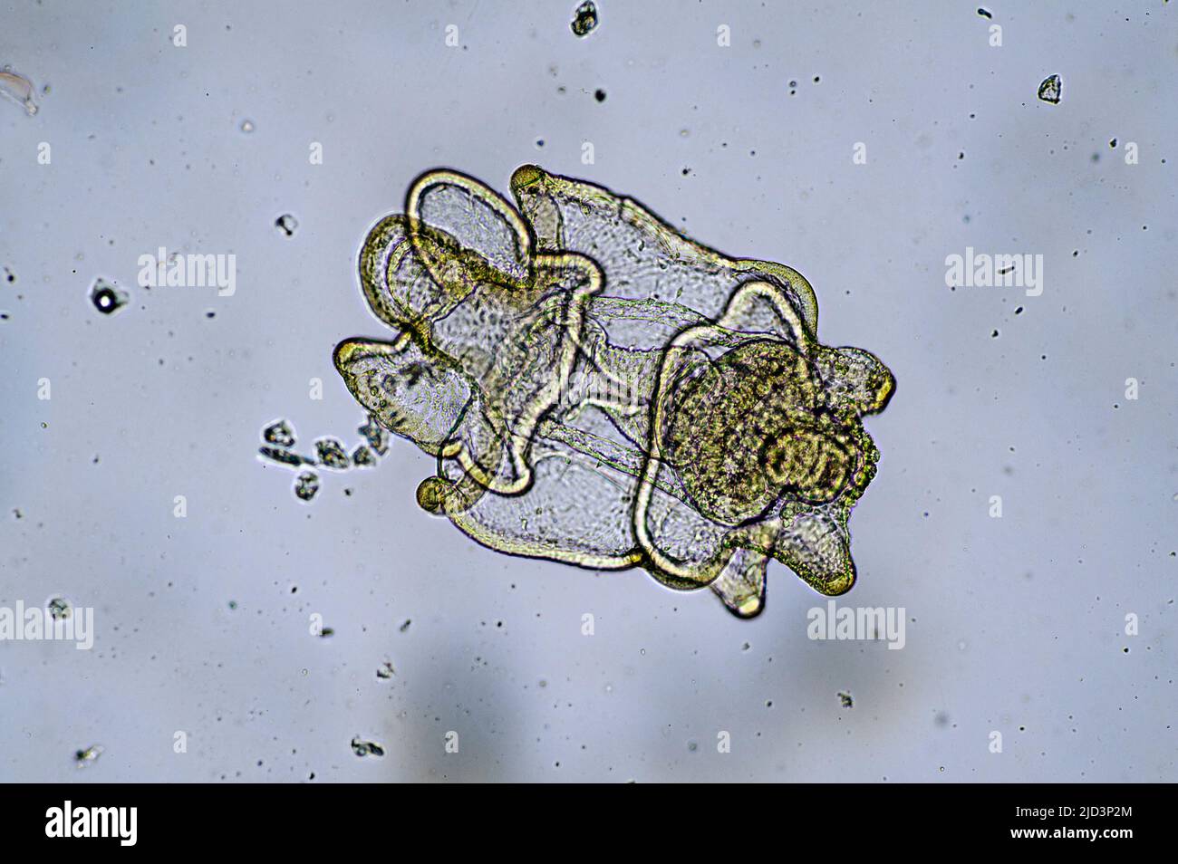 Brachiolaria larvae hi-res stock photography and images - Alamy