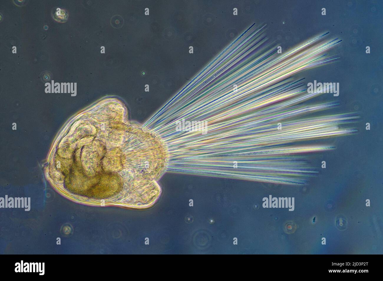 Oweniidae hi-res stock photography and images - Alamy