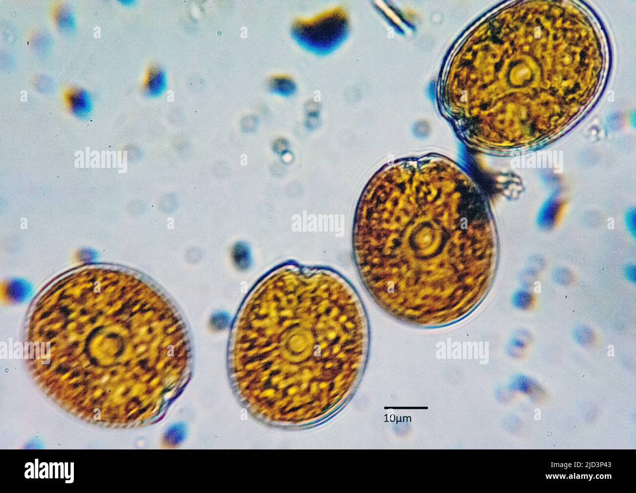 Flagellates from the genus Amphidinium collected from a marine aquarium ...