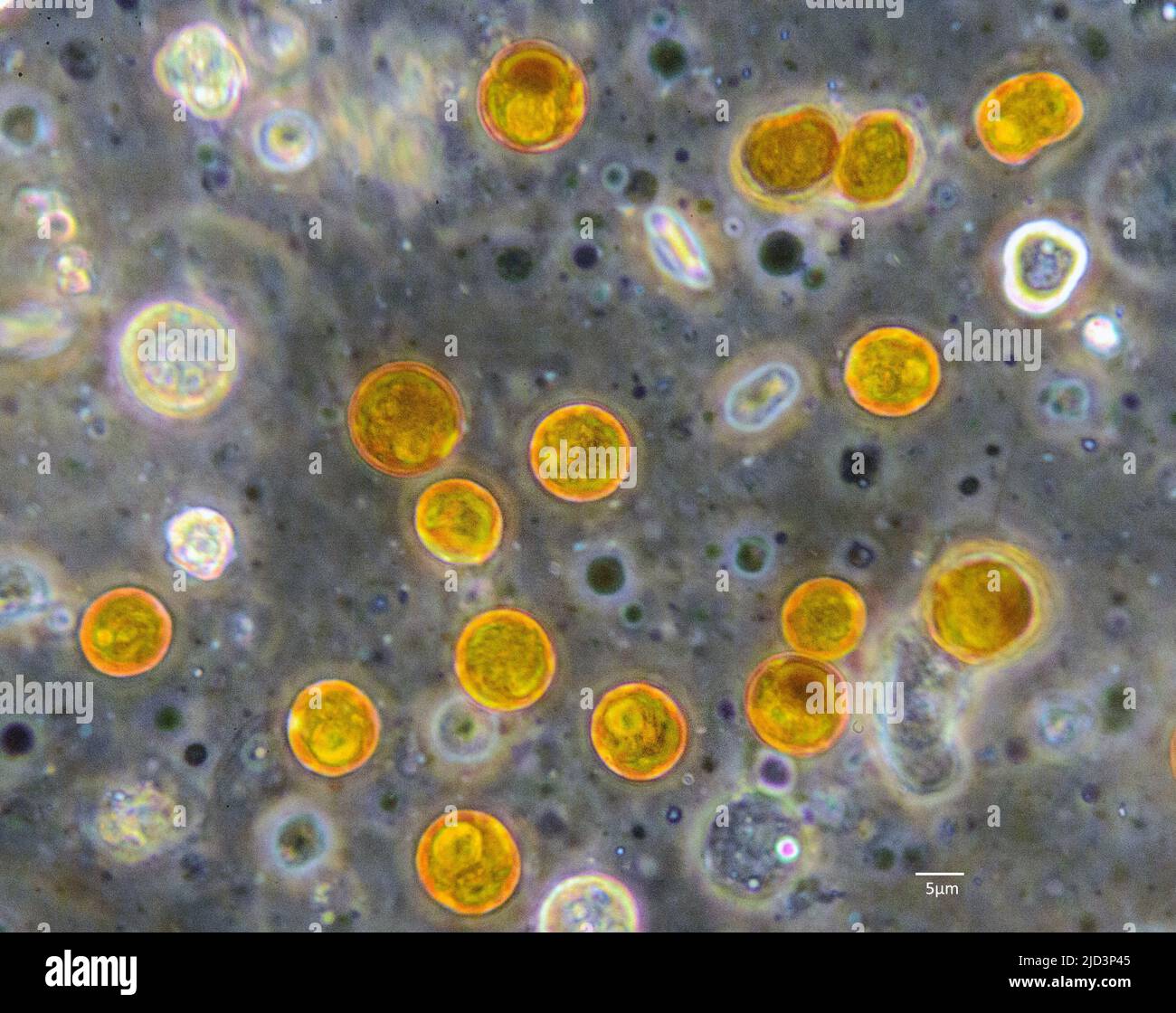Symbiotiske algae hi-res stock photography and images - Alamy