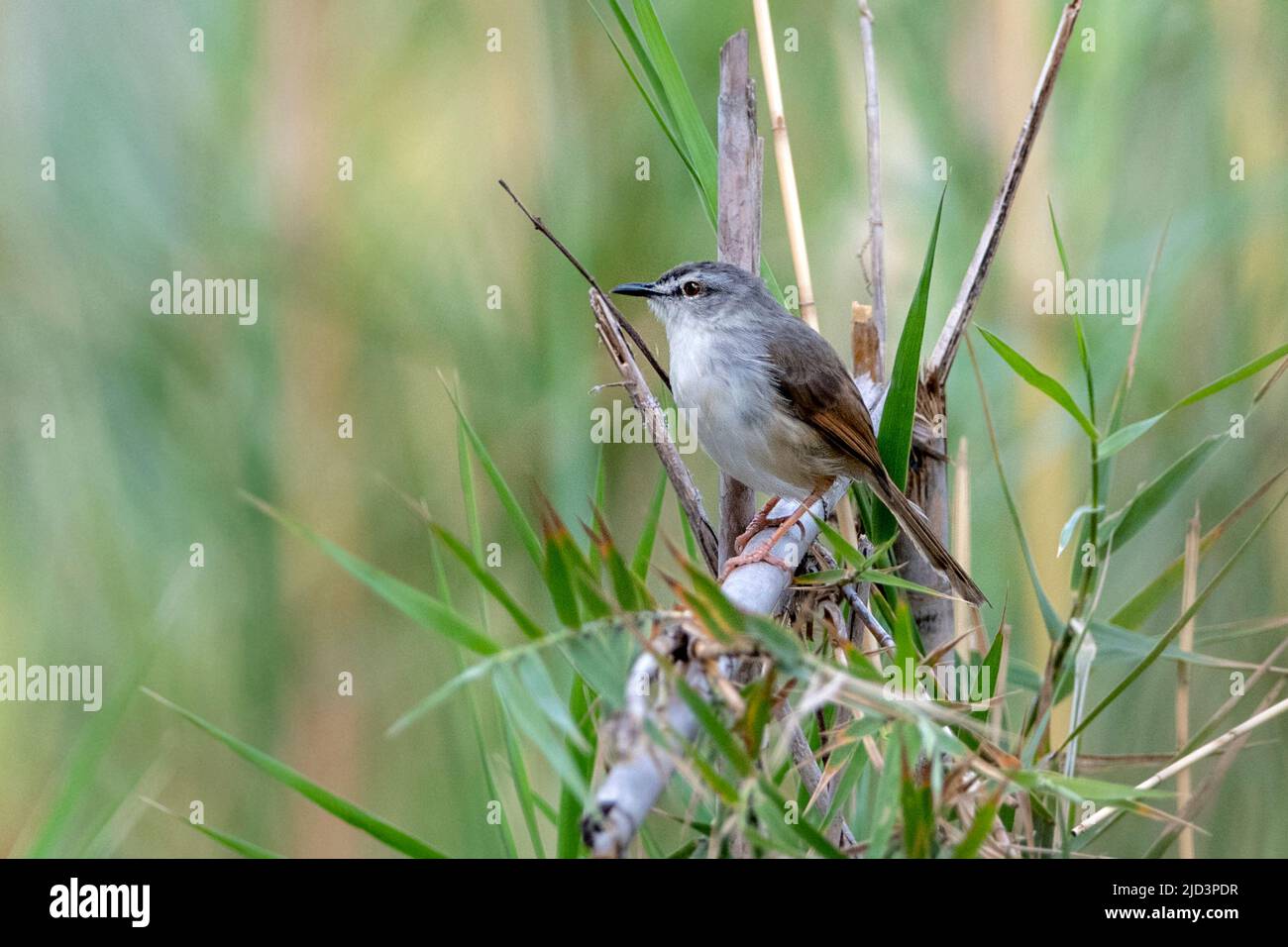 Tawny-flanked prinia (Prinia subflava) from Kruger NP, South Africa ...