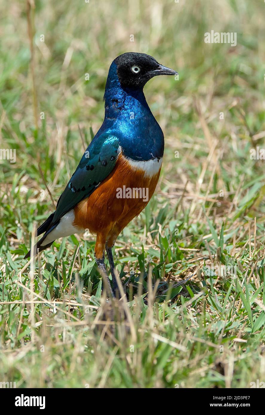 Super starling lamprotornis superbus hi-res stock photography and ...