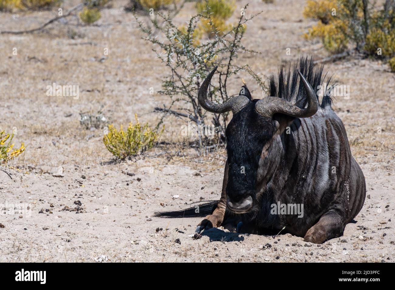Black wildebeest in namibia hi-res stock photography and images - Alamy