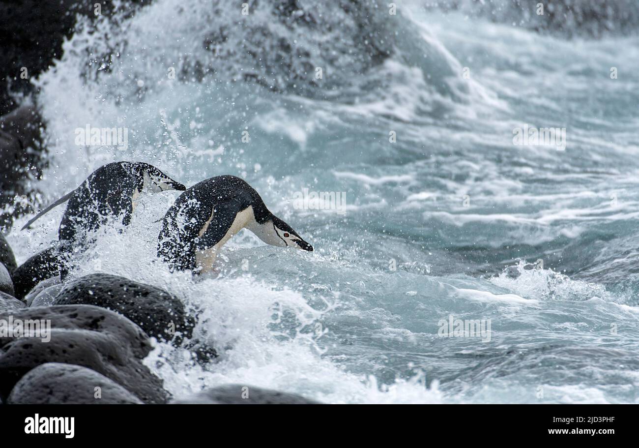 Pair of Chinstrap Penguins (Pygoscelis antarcticus) taking to the sea ...