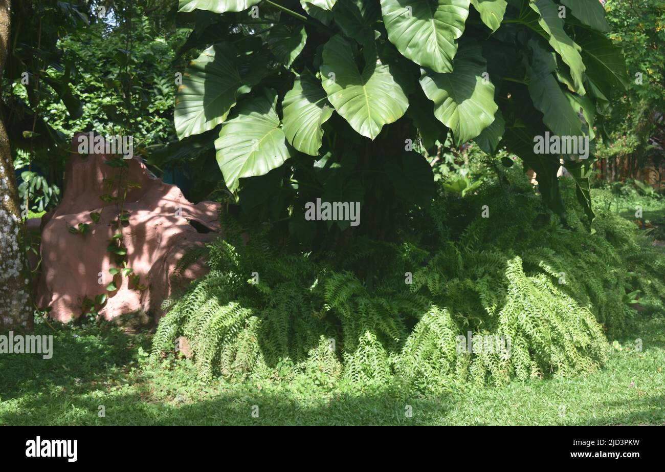 A landscaped garden with herbal trees, flowers, fruit trees, ponds ...