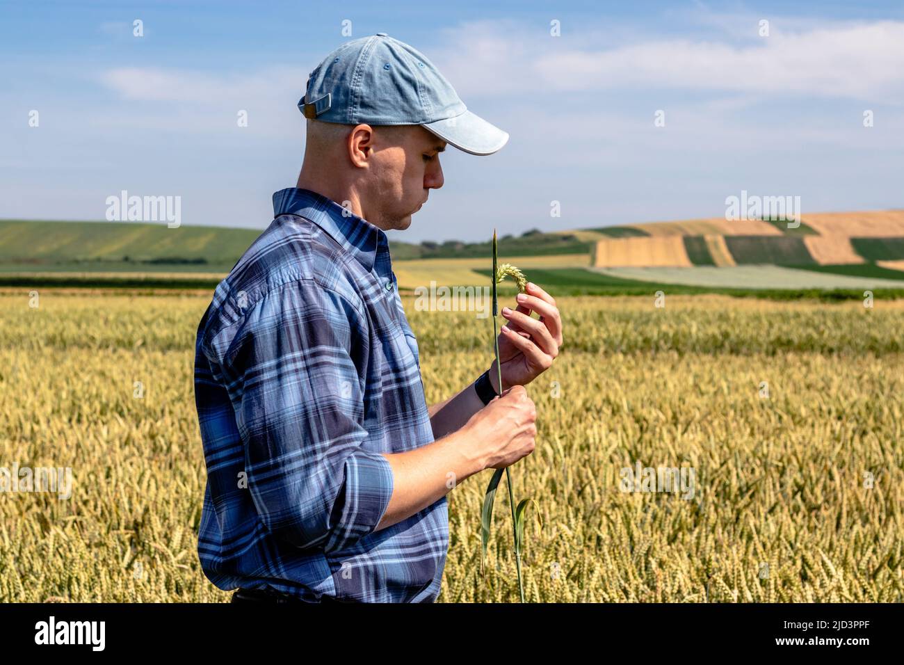 Farmer standing in the wheat field estimating the yield. Agronomist ...