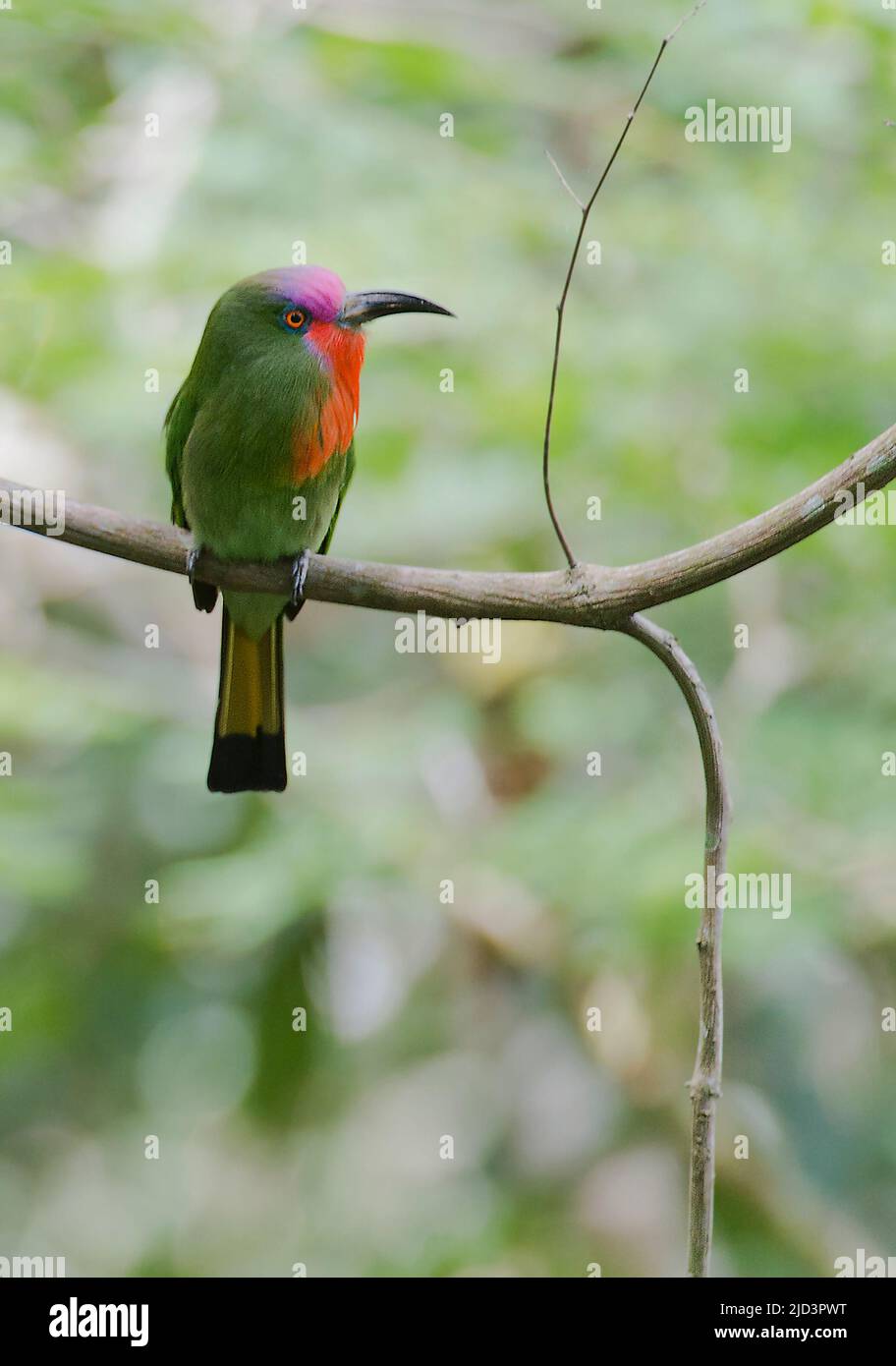 Red-bearded Bee-eater (Nyctyornis amictus) from Sepilok canopy, Sabah ...
