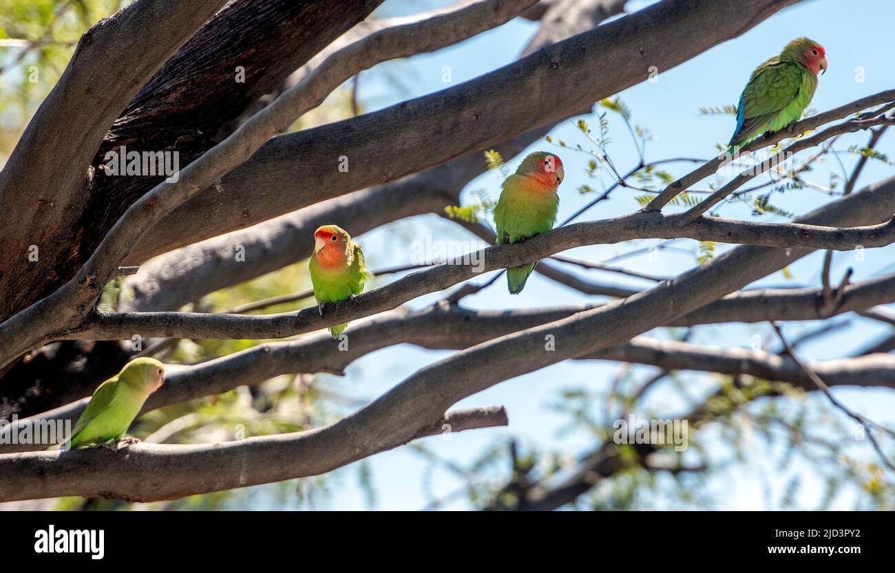 Rosy-faced love birds (Agapornis roseicollis). Photo from Phoenix ...