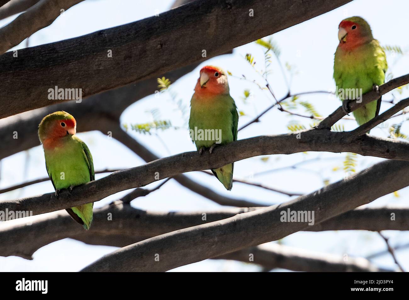 Agapornis roseicollis love birds hi-res stock photography and images ...