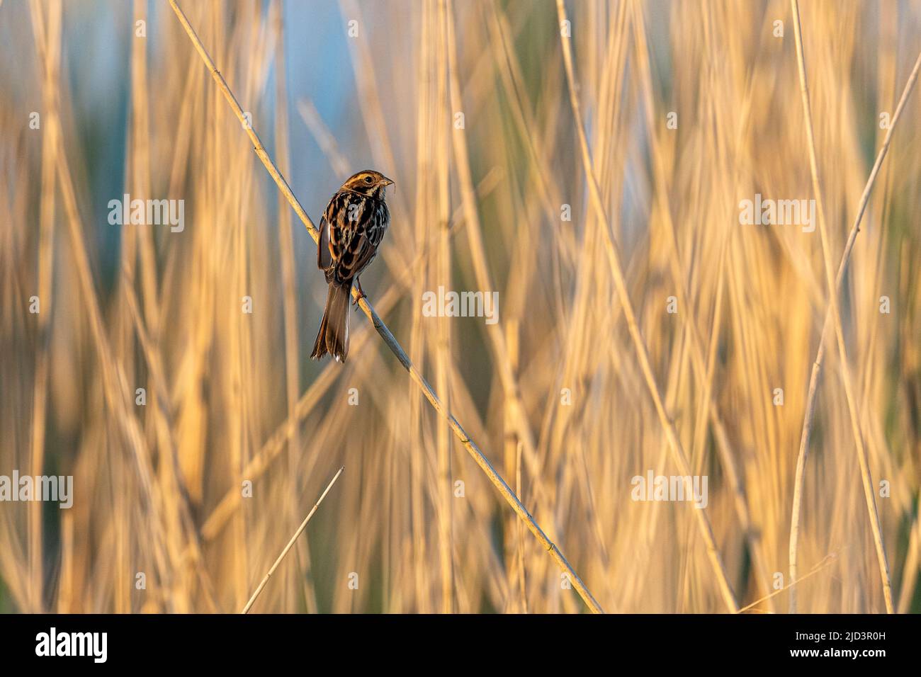 Young female common reed bunting (Emberiza schoeniclus) from Vejlerne ...