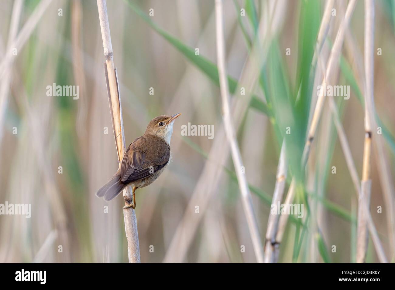 Eurasian reed warbler (Acrocephalus scirpaceus) from Vejlerne, northern ...