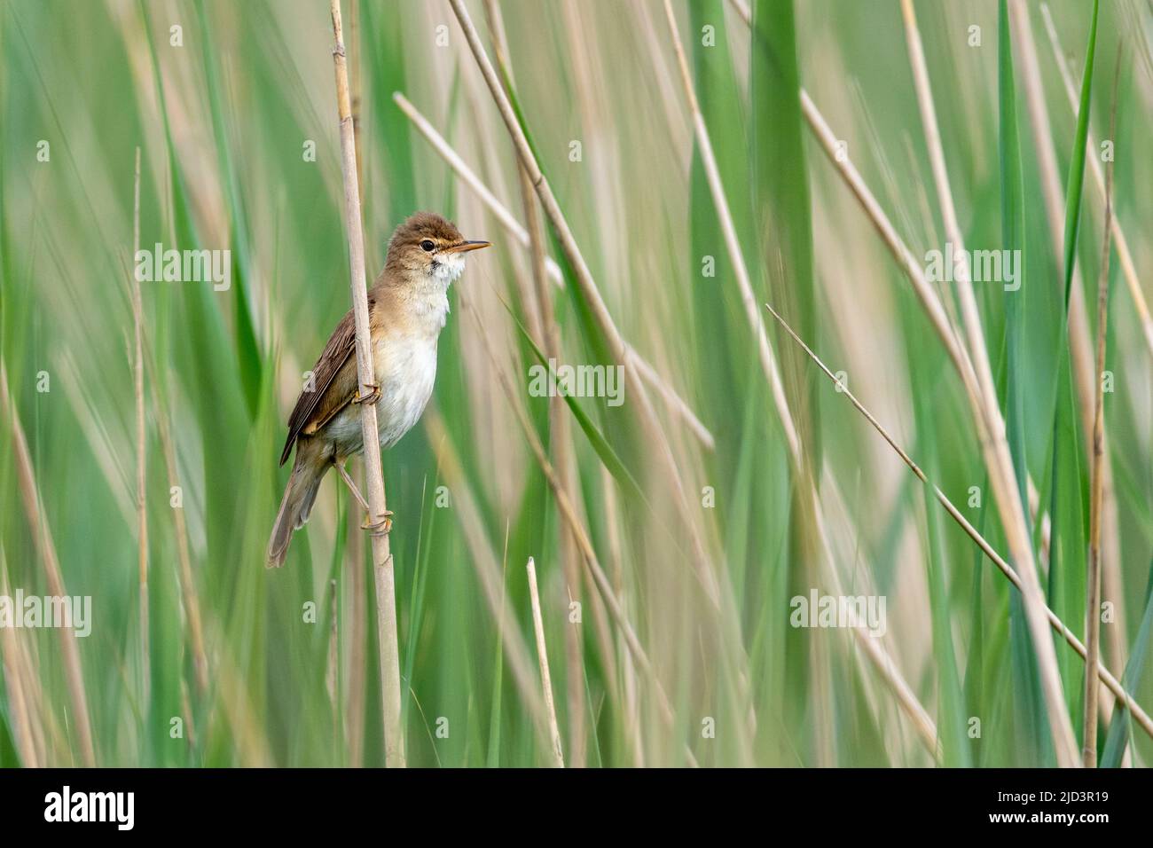 Eurasian reed warbler (Acrocephalus scirpaceus) from Vejlerne, northern ...