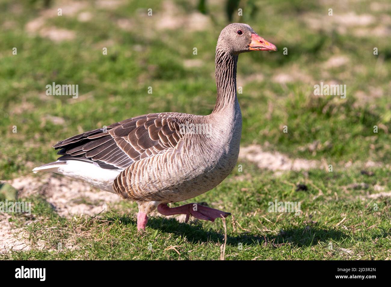 Greylag goose (Anser anser) from Vejlerne, northern Denmark Stock Photo ...
