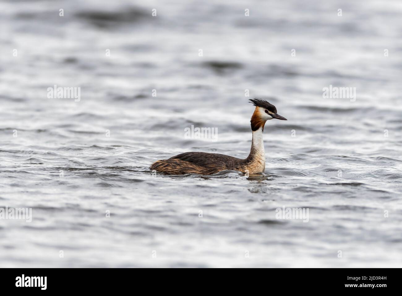 Great crested grebe (Podiceps cristatus) from Vejlerne, northern ...
