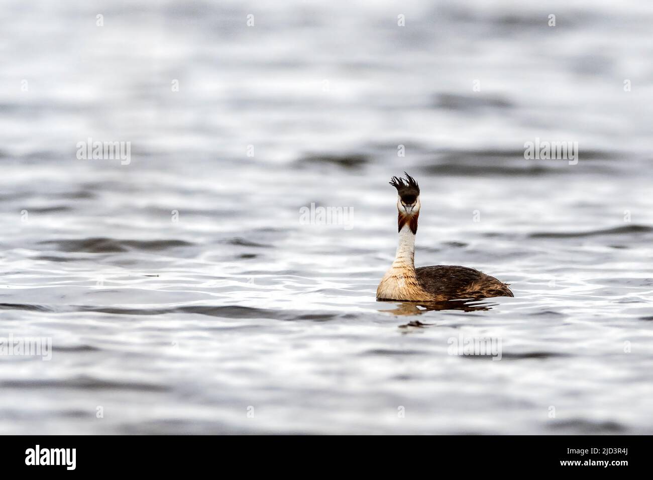 Great crested grebe (Podiceps cristatus) from Vejlerne, northern ...