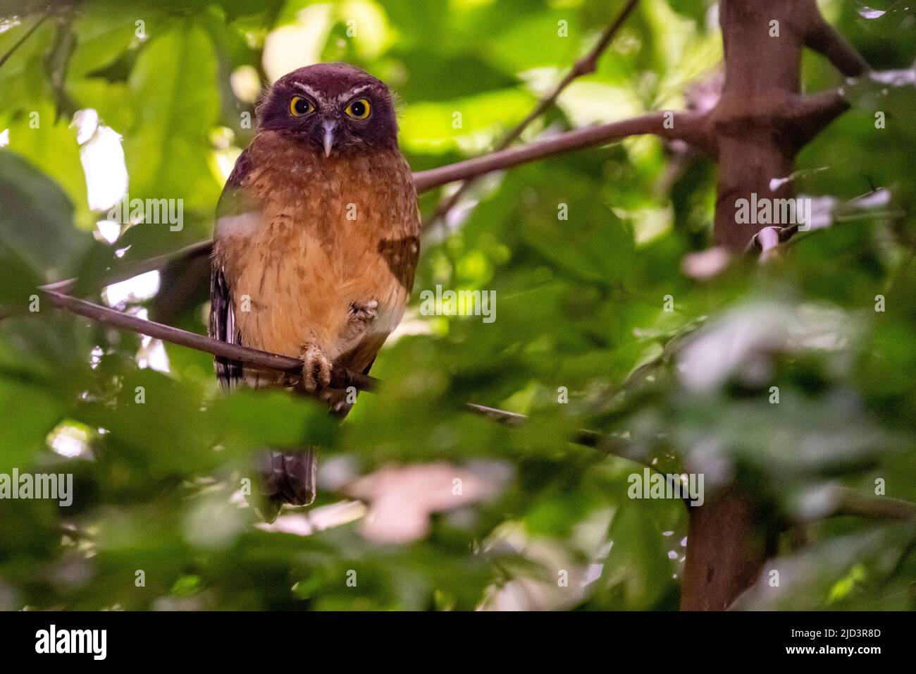 Okerfalkugle hi-res stock photography and images - Alamy