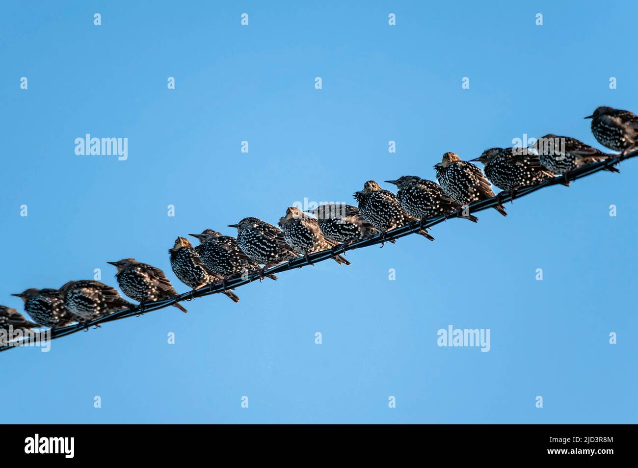Common starlings (Sturnus vulgaris) from Jaeren, south-western Norway ...