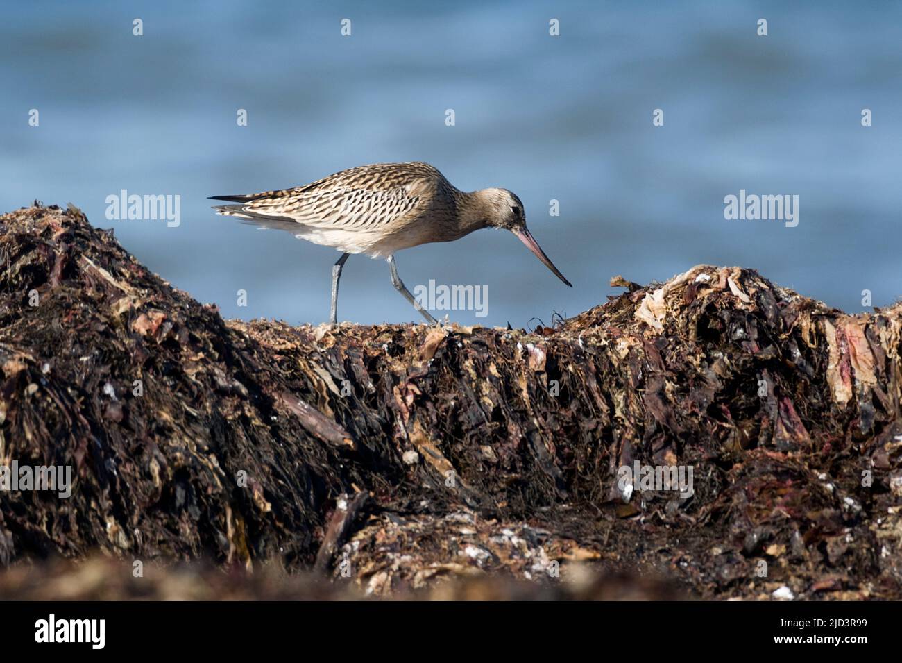 Bar-tailed Godwit (Limosa lapponica) searching for food on washed ...