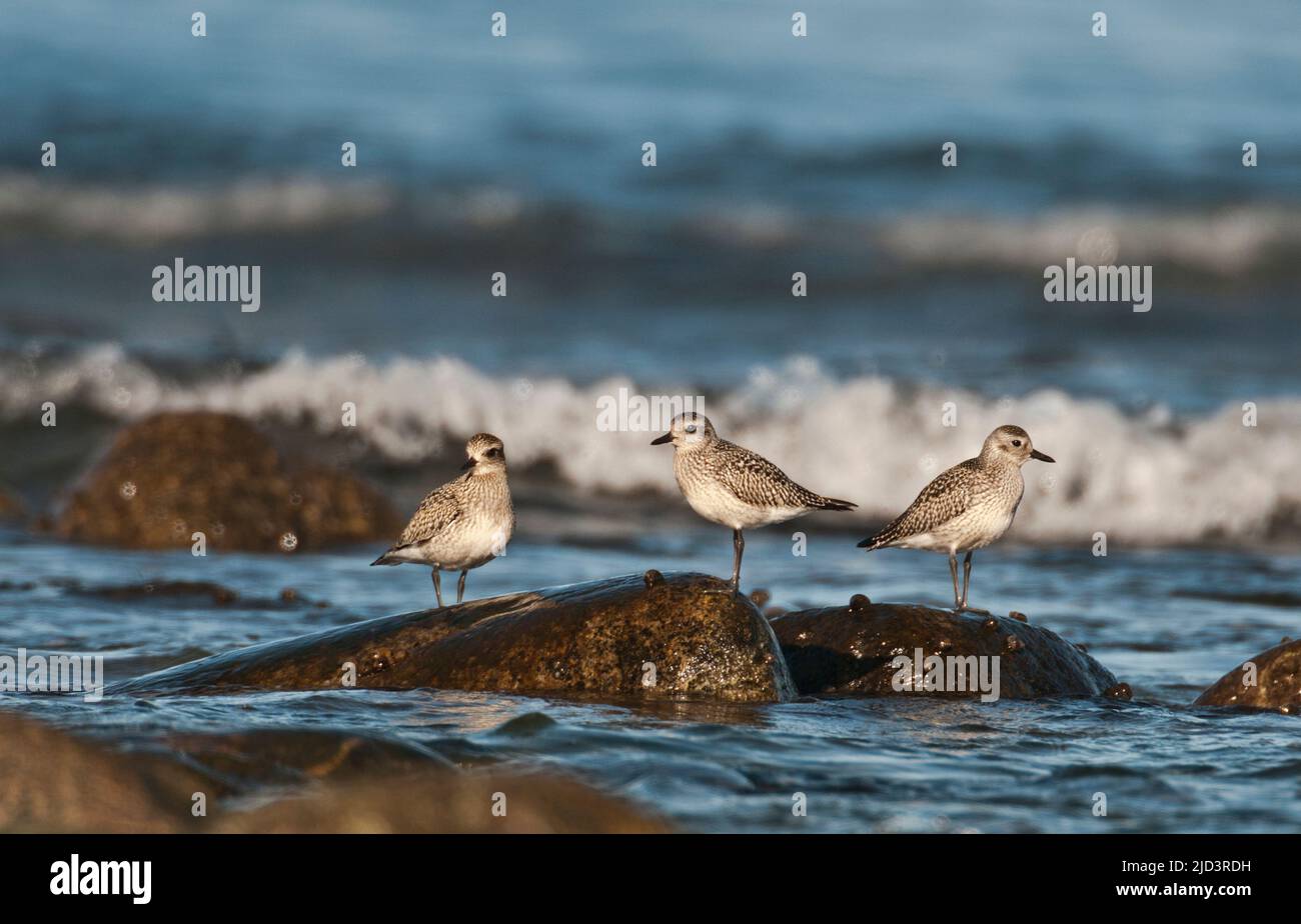 Juvenile grey plovers (Pluvialis squatarola) from Revtangen, south ...