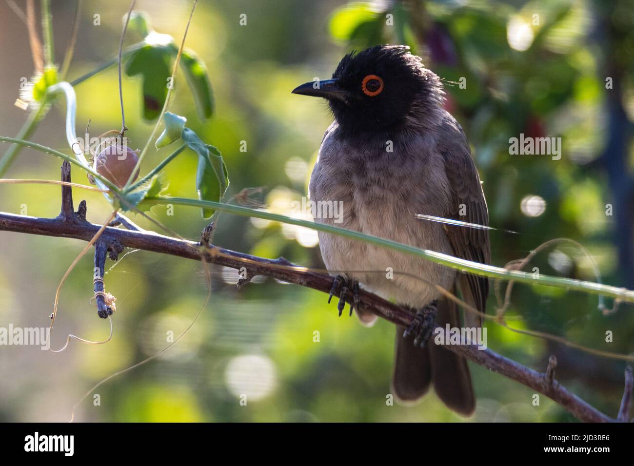 The African Red-eyed Bulbul or Black-fronted Bulbul (Pycnonotus ...