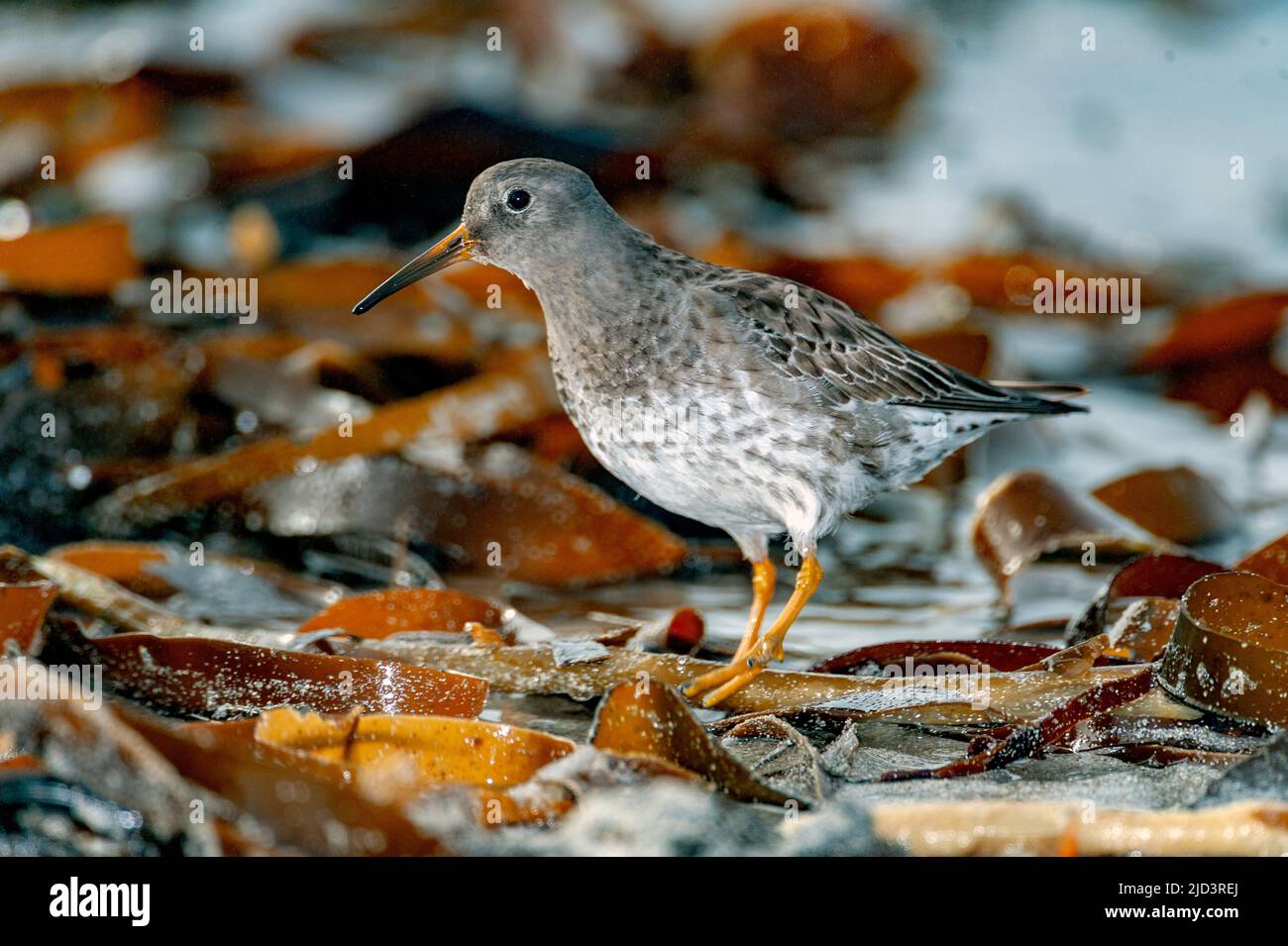 Purple Sandpiper (Calidriss maritima) at Revtangen, south-western ...