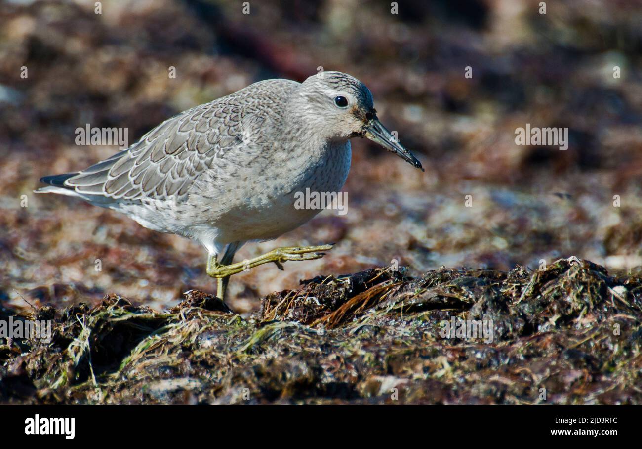 Red Knot (Calidris canutus) at Revtangen, south-western Norway in ...