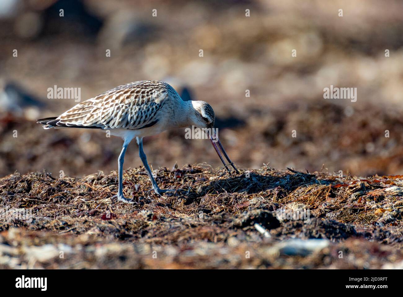 Bar-tailed Godwit (Limosa lapponica) searching for food on washed ...