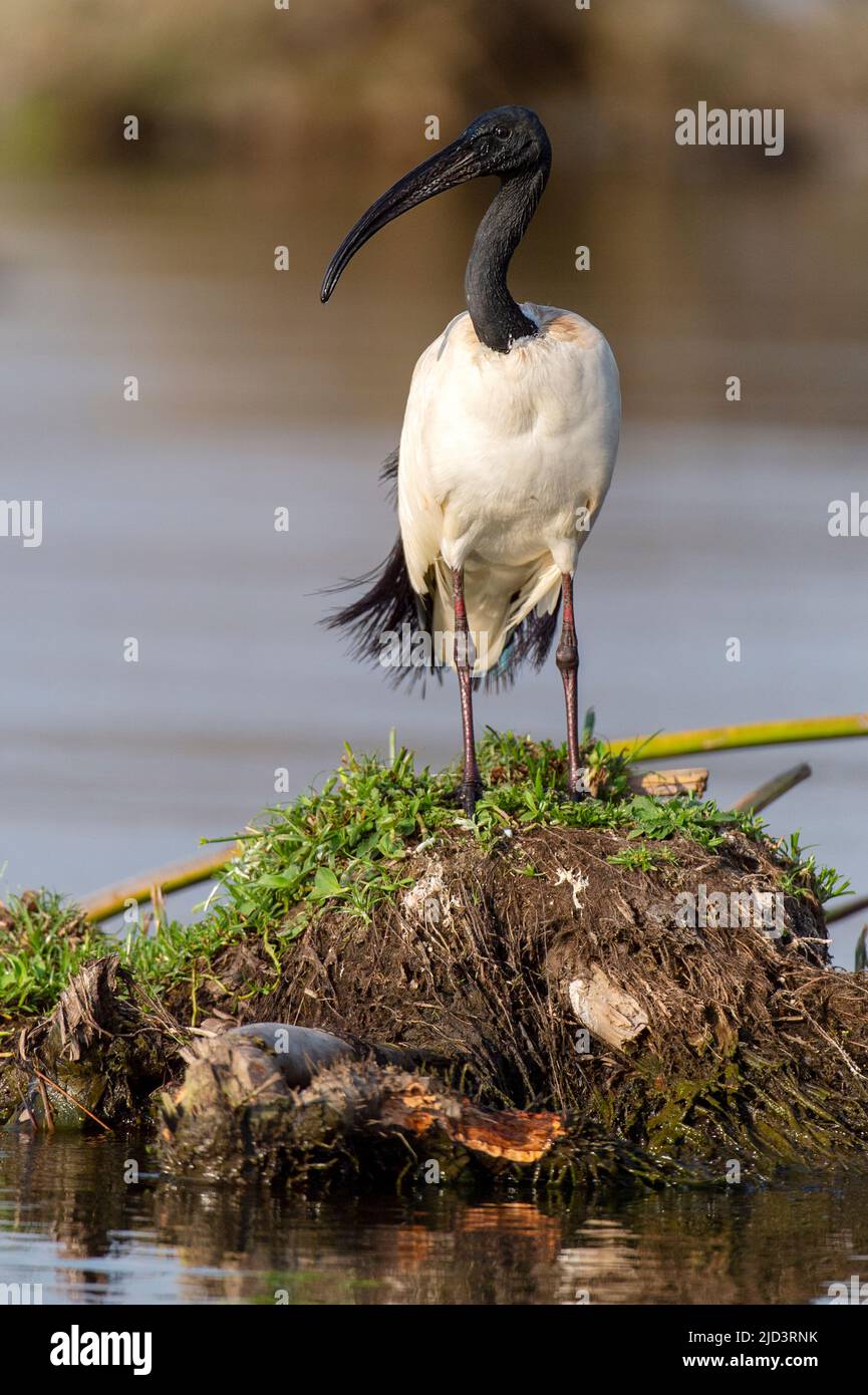 Sacred Ibis (Threskiornis aethiopicus) from Lake Naivasha, Kenya Stock ...