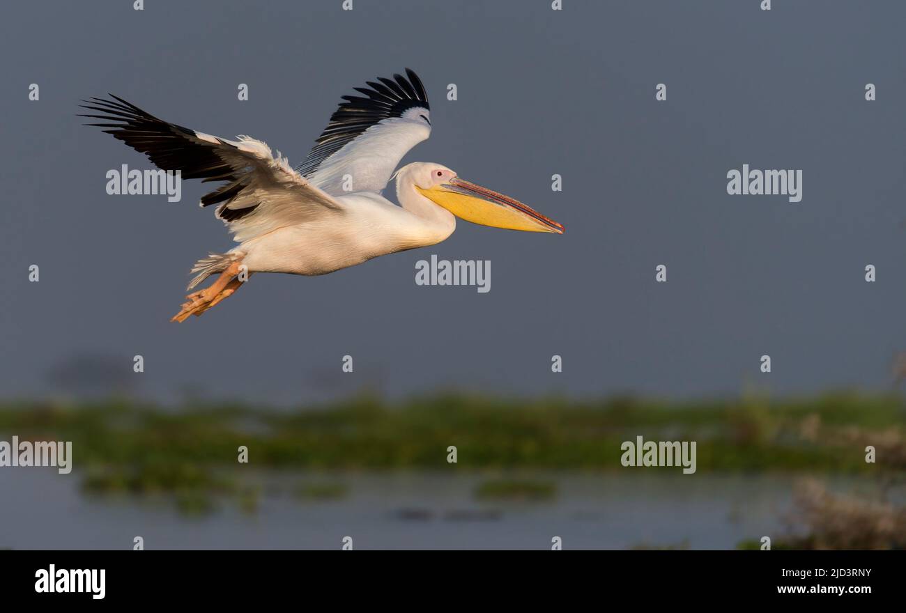Great White Pelicane (Pelecanus onocrtalus) at Lake Naivasha, Kenya ...