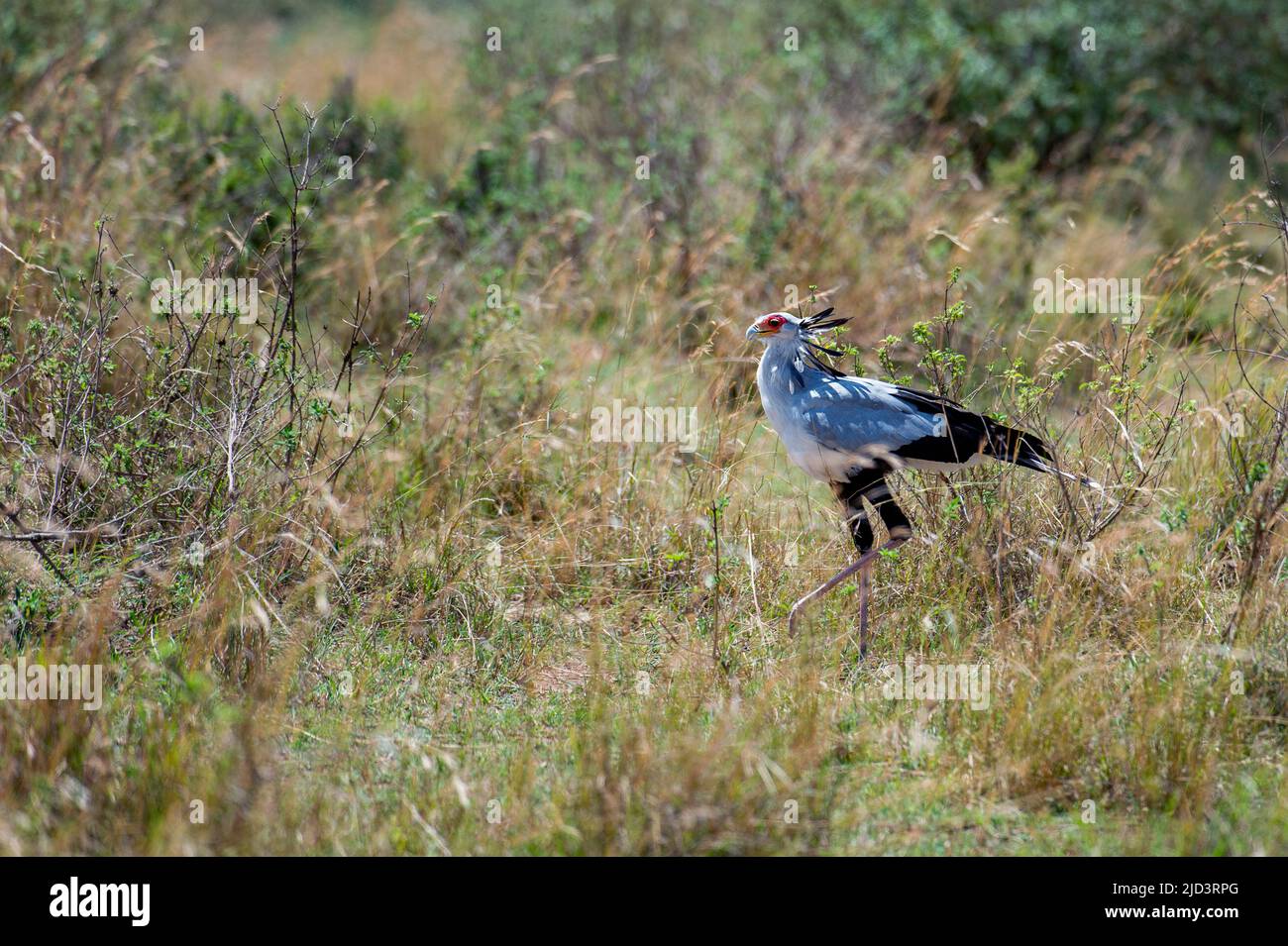 Sagittaria serpentaria hi-res stock photography and images - Alamy