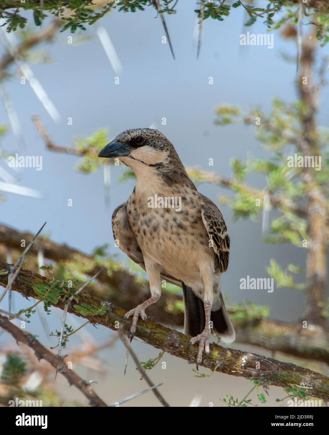 Donaldson's Smith Sparrow-Weaver (Plocepasser donaldsoni), from Samburu ...