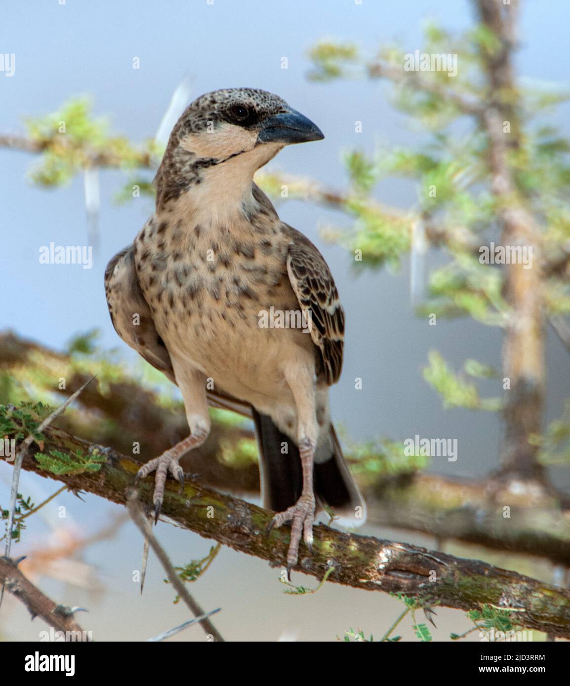 Donaldson's Smith Sparrow-Weaver (Plocepasser donaldsoni), from Samburu ...