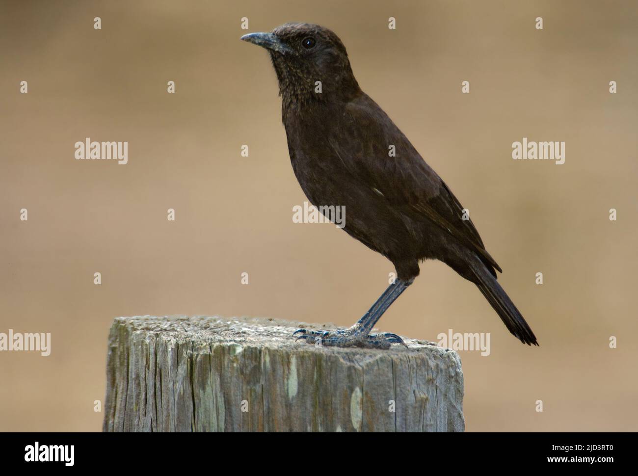 Northern anteater-chat (Myrmecocichla aethiops) from Sweetwaters, Kenya ...
