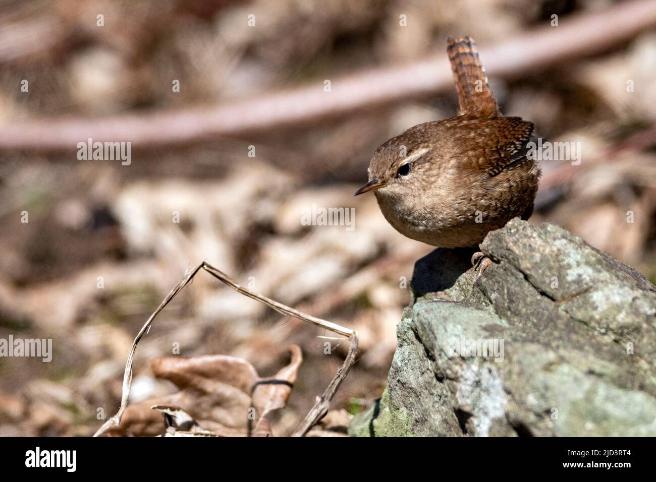 Eurasian wren (Troglodytes troglodytes) from Hidra, south-western ...