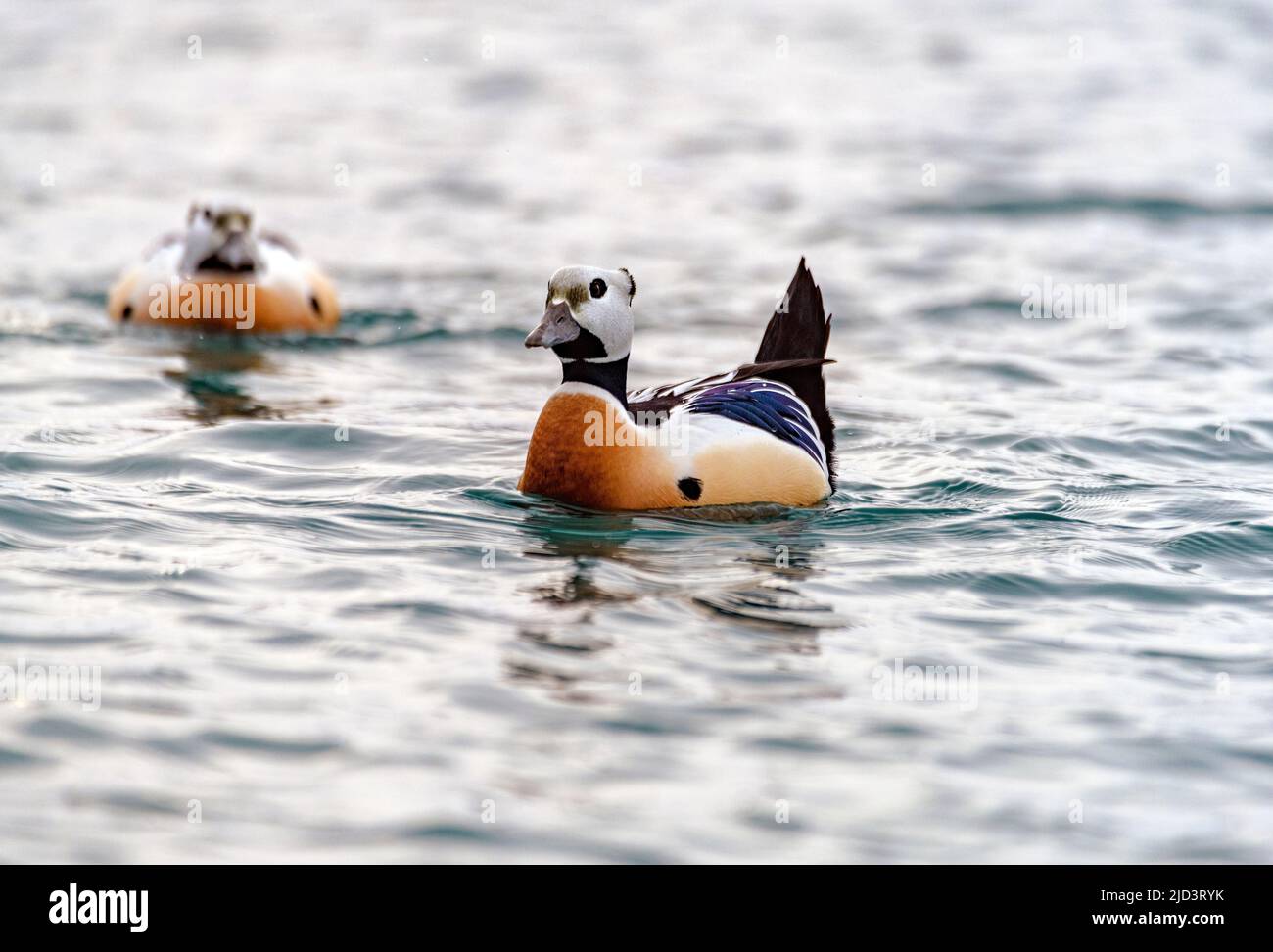 Steller's eider (Polysticta stelleri, males) from Baatsfjord, Finnmark ...