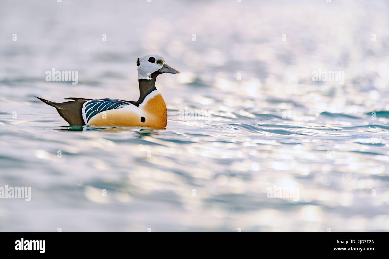 Steller's eider (Polysticta stelleri, male) from Baatsfjord, Finnmark ...