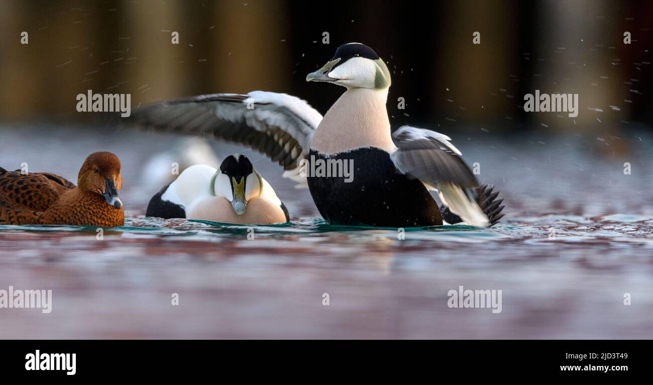 Common Eiders (Somateria mollissima, males) and one female king eider ...
