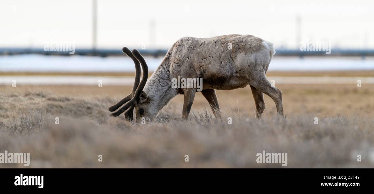 Alaska oil pipeline caribou hi-res stock photography and images - Alamy